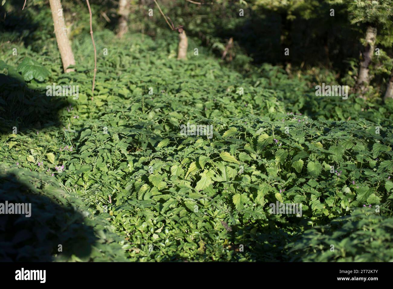a park facility with green plants and trees as local recreation area a ...