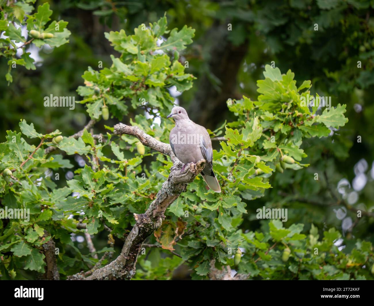 European collard dove hi-res stock photography and images - Alamy