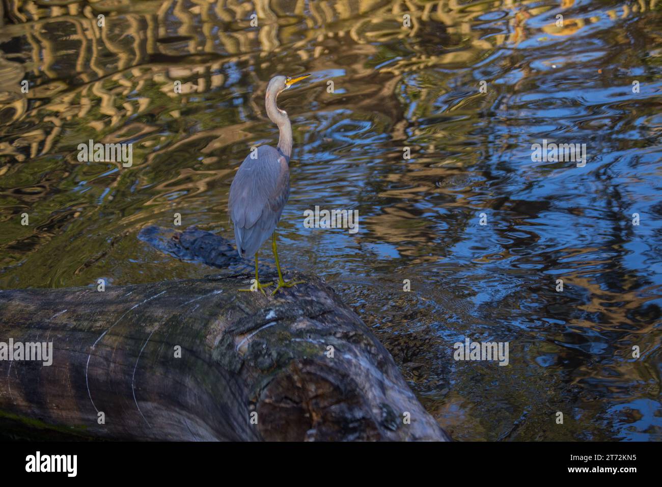 Bird backview hi-res stock photography and images - Alamy
