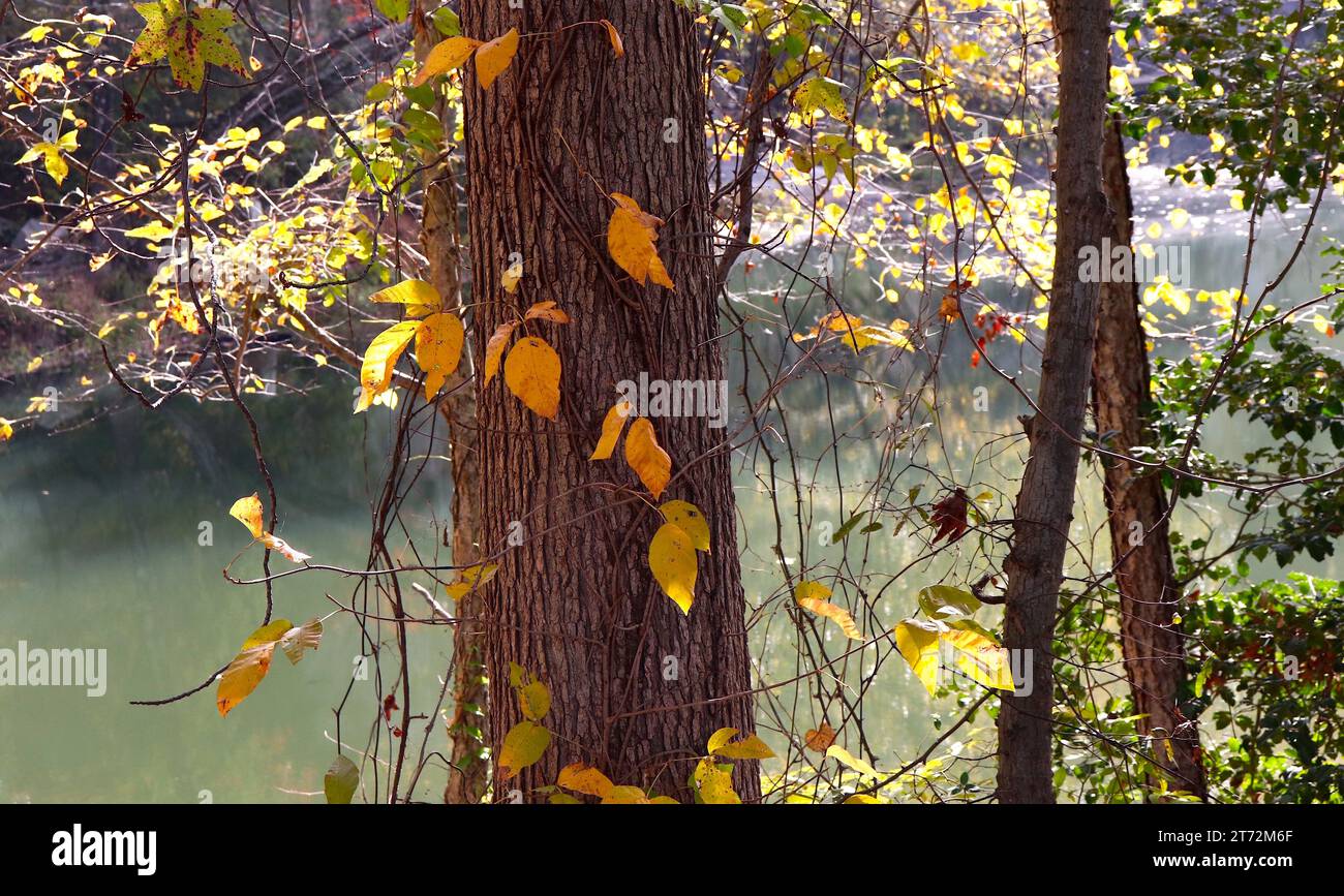 Yellow Autumn Leaves Tree Trunk and Creek Water Stock Photo - Alamy