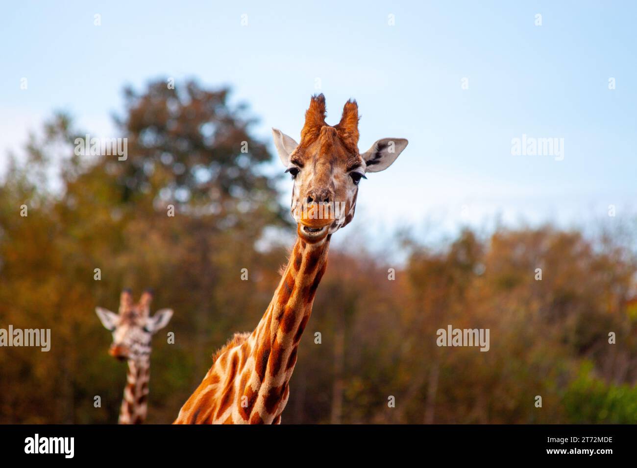 The elegant Giraffa camelopardalis, native to African savannas ...