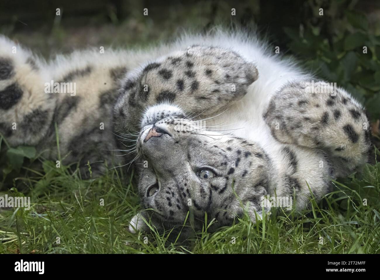 Snow Leopard Chill time Stock Photo - Alamy
