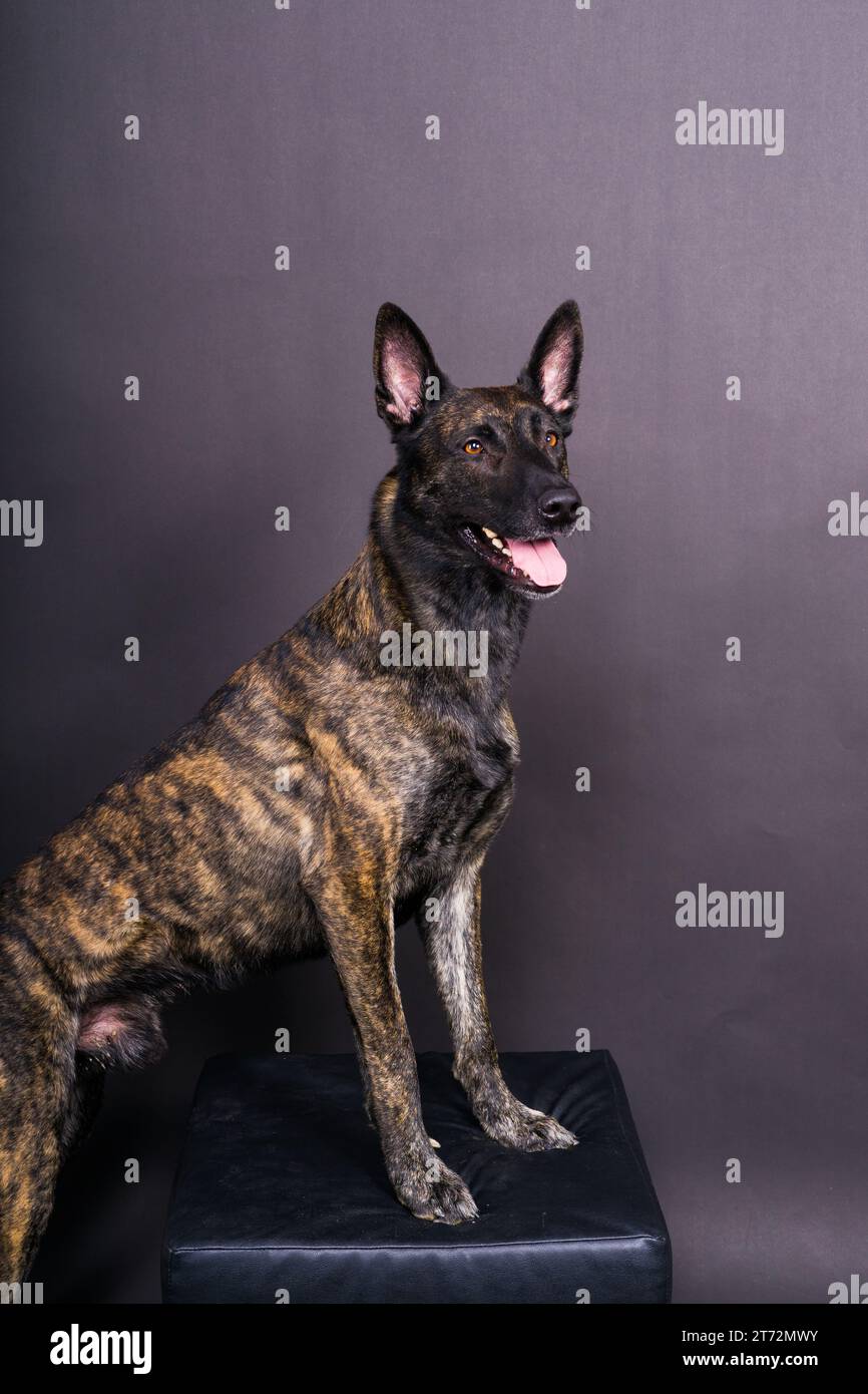 Dutch Shepherd Puppy Dog portrait in studio closeup, dark, red ...