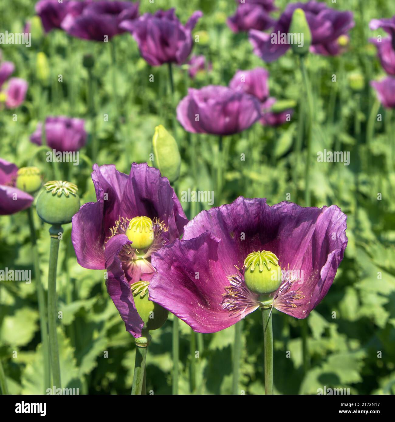 Detail of opium poppy flower, in latin papaver somniferum, dark purple ...