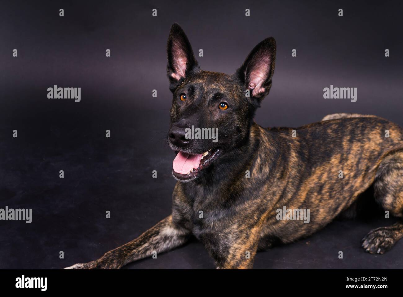 Dutch Shepherd Puppy Dog portrait in studio closeup, dark, red ...