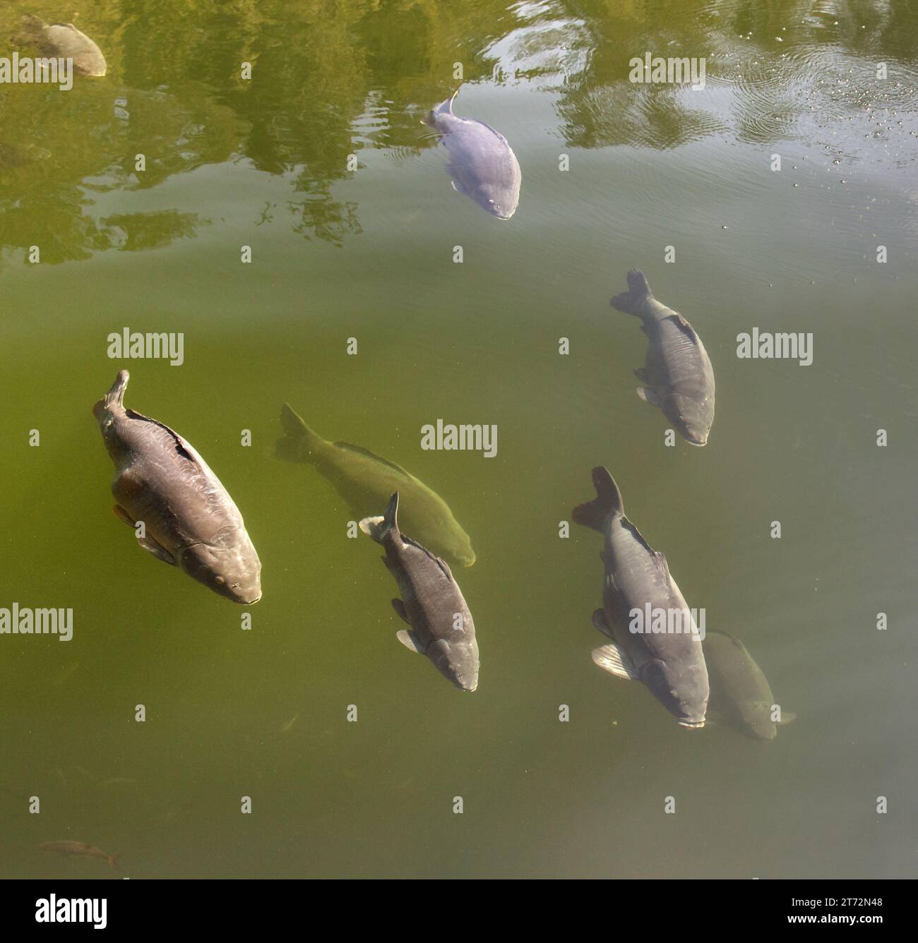 Eurasian carp hi-res stock photography and images - Alamy