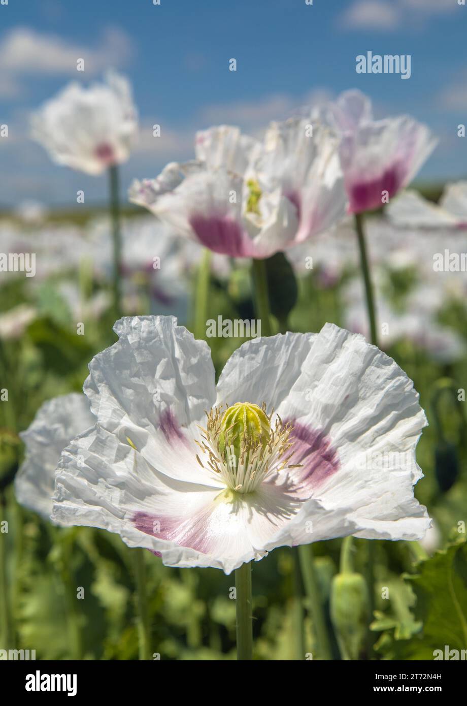 Detail of opium poppy flower, in latin papaver somniferum, white ...