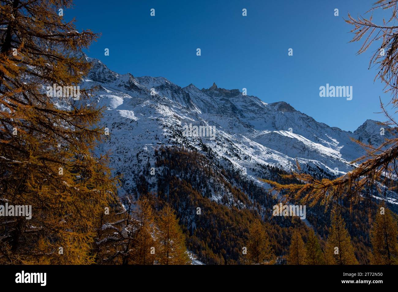The autumn colors of the larches Stock Photo - Alamy