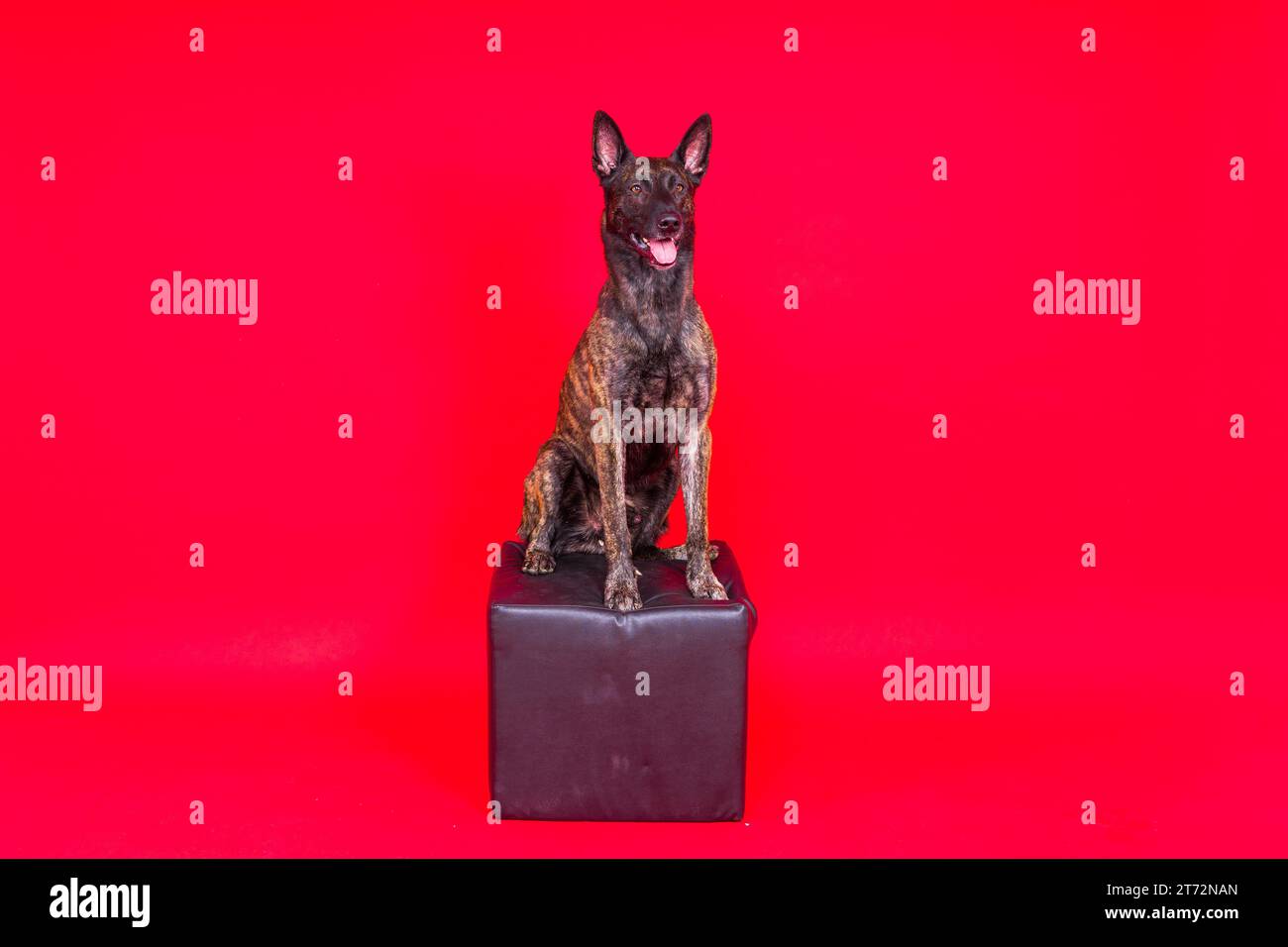 Dutch Shepherd Puppy Dog portrait in studio closeup, dark, red ...