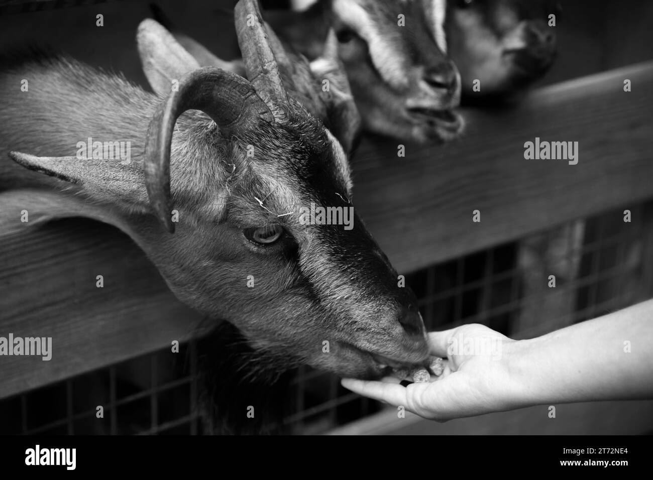 Goats with a sweet human hand Stock Photo - Alamy