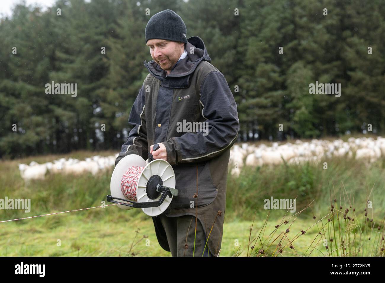 Shepherd mob grazing rough pastures with sheep moving the electric ...