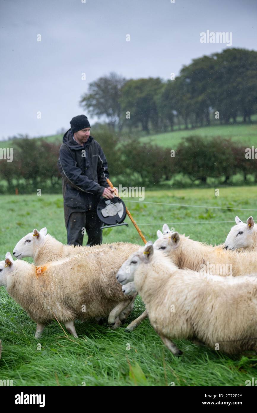 Shepherd mob grazing rough pastures with sheep moving the electric fences around the paddock on ...