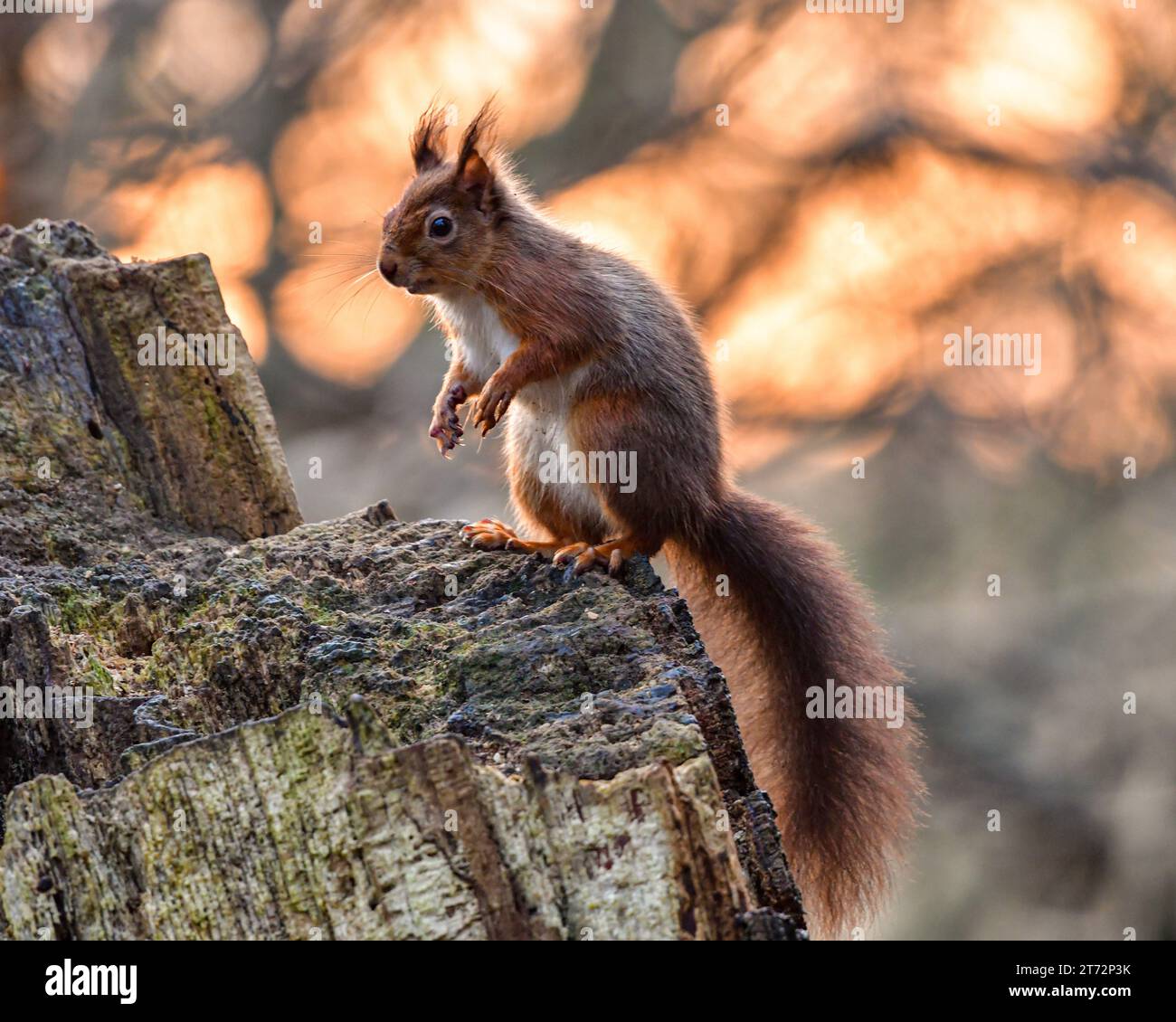 English wildlife hi-res stock photography and images - Alamy