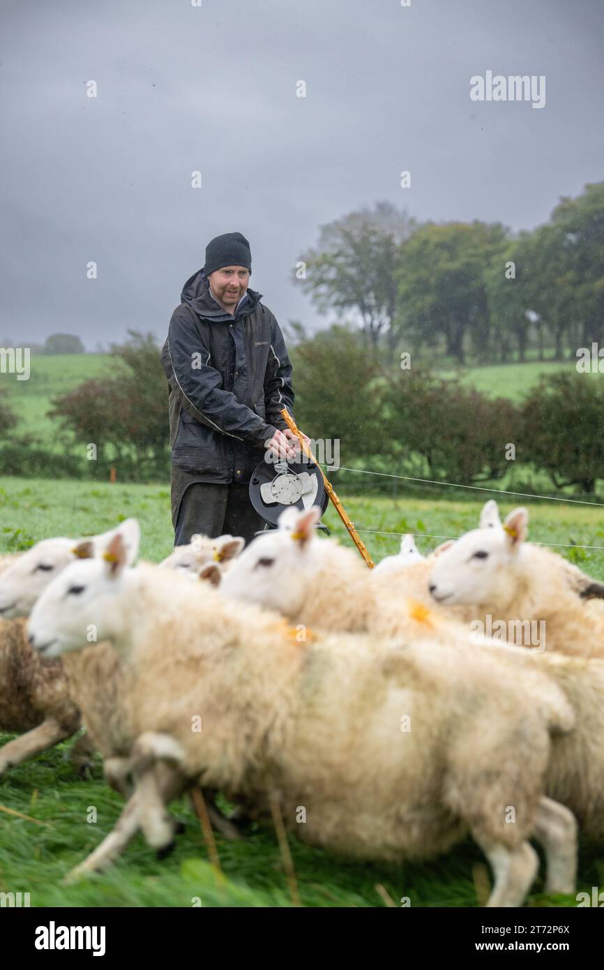 Shepherd mob grazing rough pastures with sheep moving the electric fences around the paddock on ...