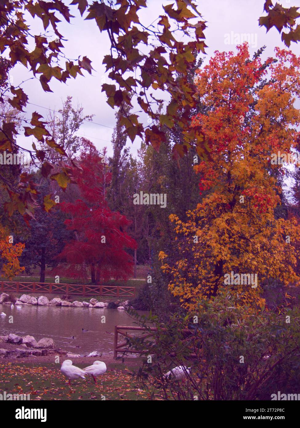 lake, autumn, fall, landscape, nature, park, scenery, background ...