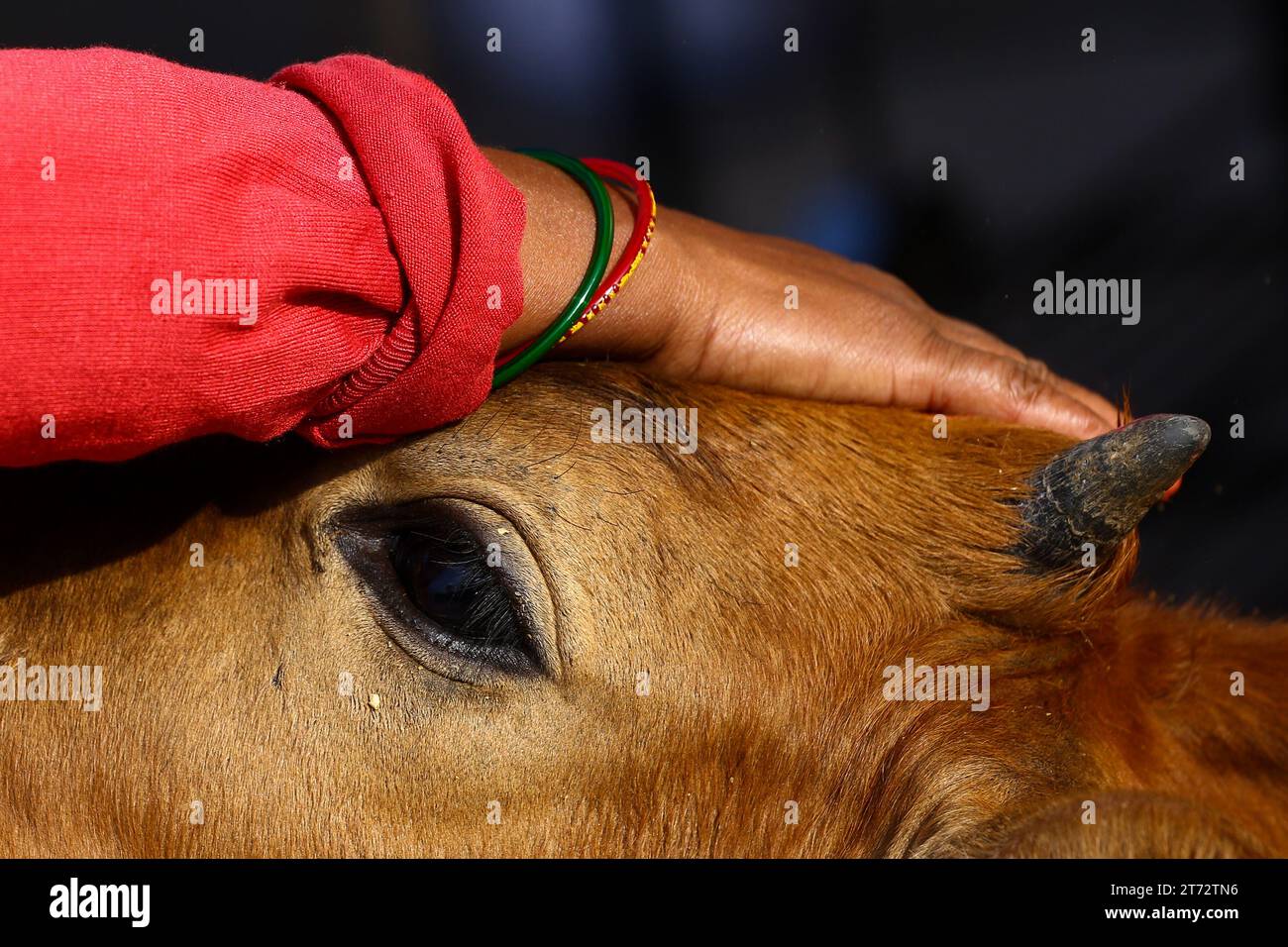 Nepal. 13th Nov, 2023. on November 13, 2023, in Kathmandu, Nepal. A ...
