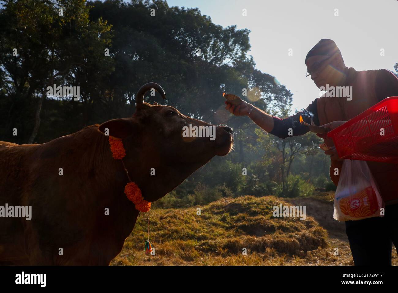 On November 13, 2023, in Kathmandu, Nepal. A man worships cow, marking ...