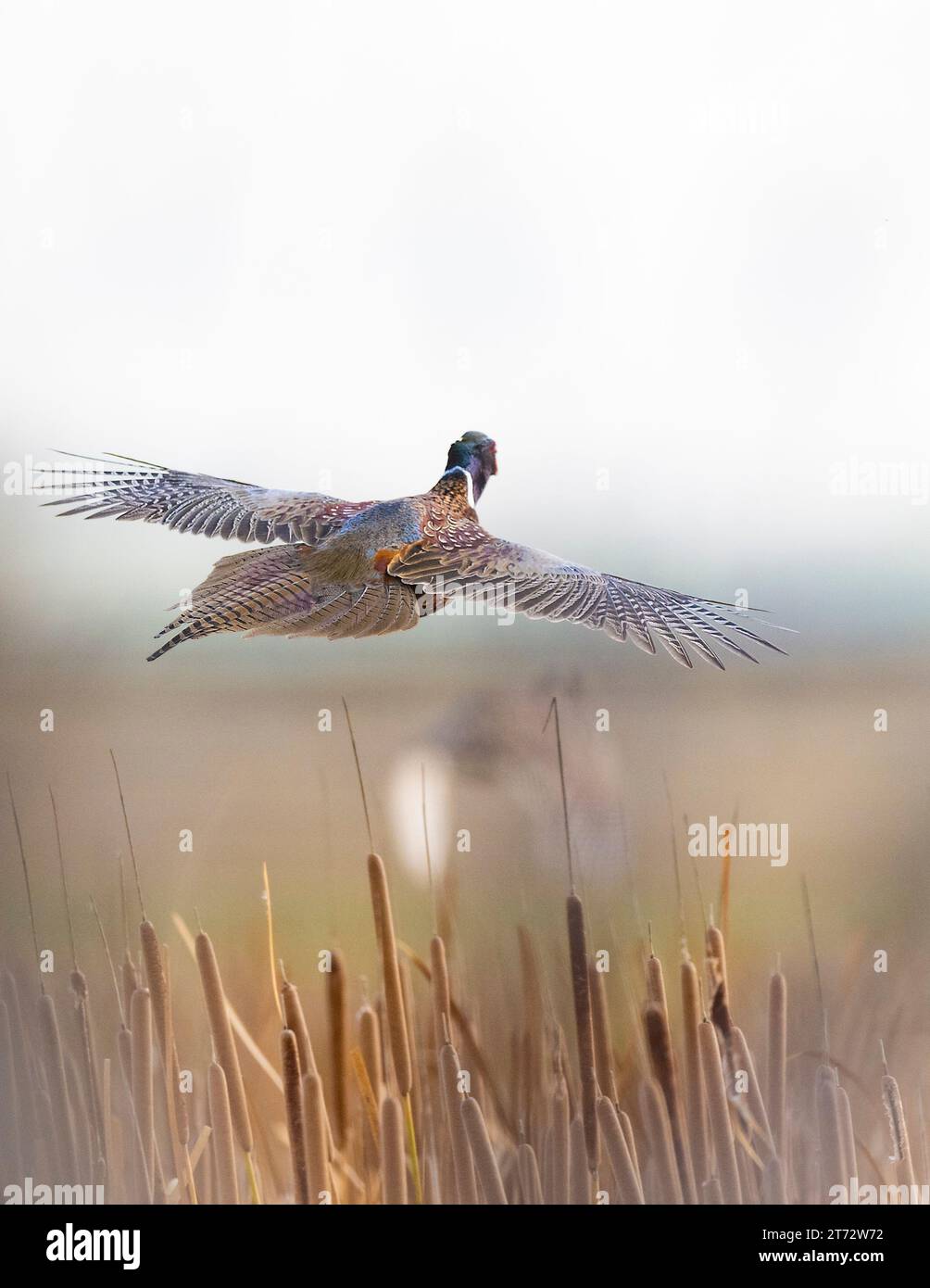 Flying Pheasant over the prairie in South Dakota Stock Photo - Alamy
