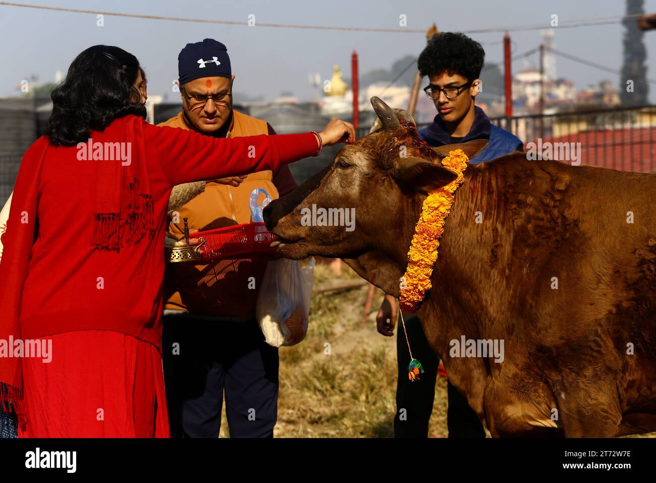 On November 13, 2023, in Kathmandu, Nepal. People worship cow, marking ...