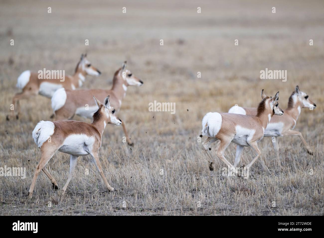 Big game antelope hi-res stock photography and images - Alamy