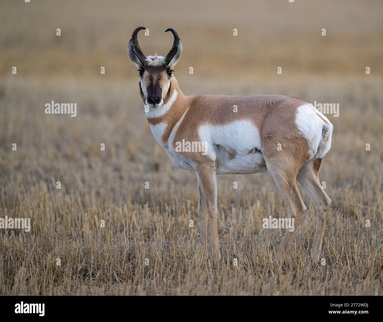 Pronghorn Antelope in ND Stock Photo - Alamy