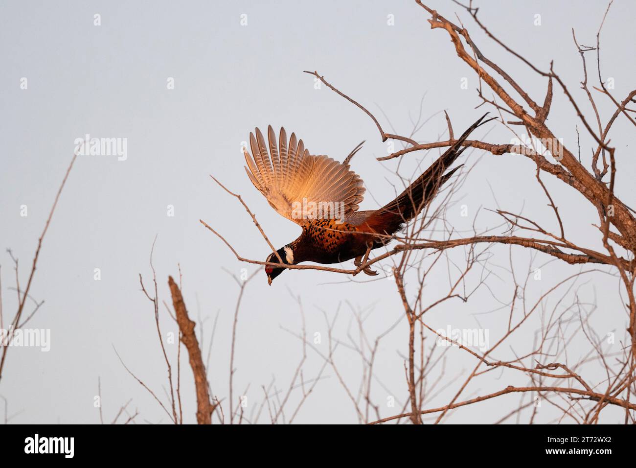 Flying Pheasant over the prairie in South Dakota Stock Photo - Alamy