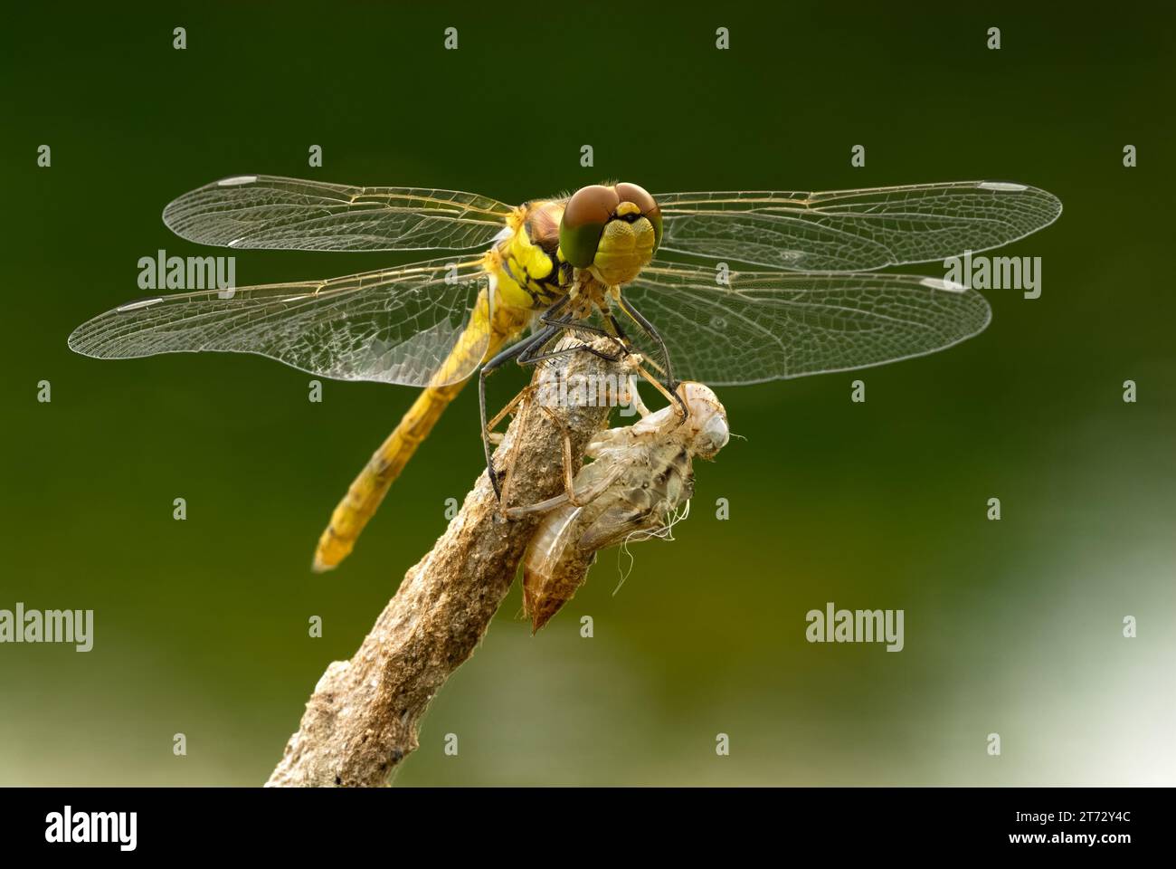 Common darter dragonfly female with larva, closeup. Sitting with spread ...