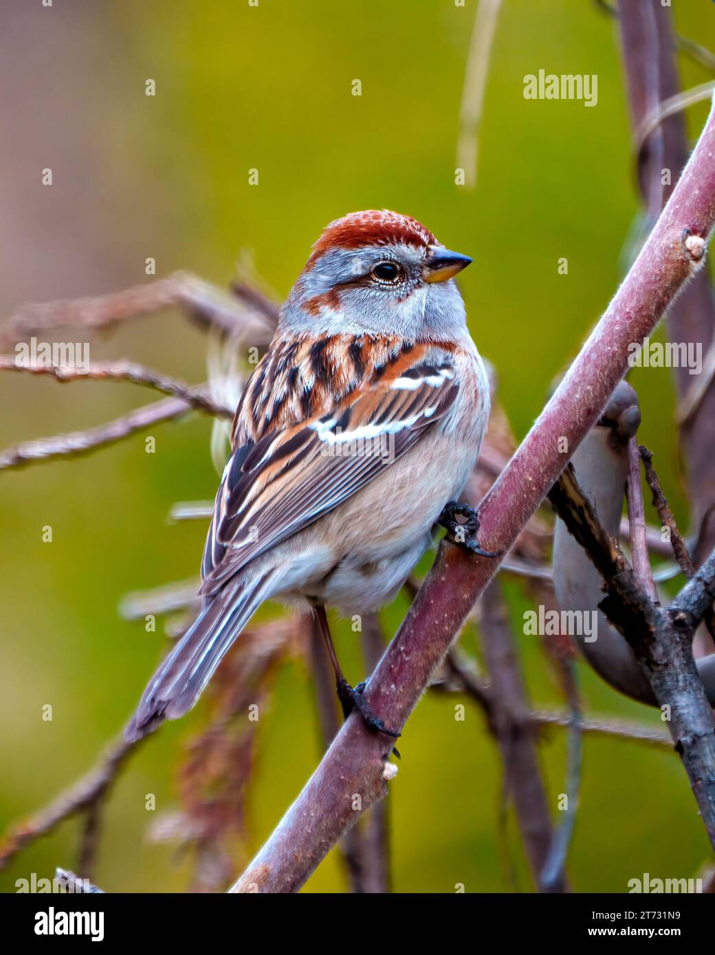 American Tree Sparrow close-up side view perched with green background ...