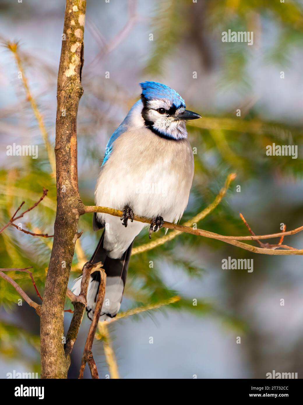 Blue Jay close up front view perched on a tree branch with blur forest background in its ...