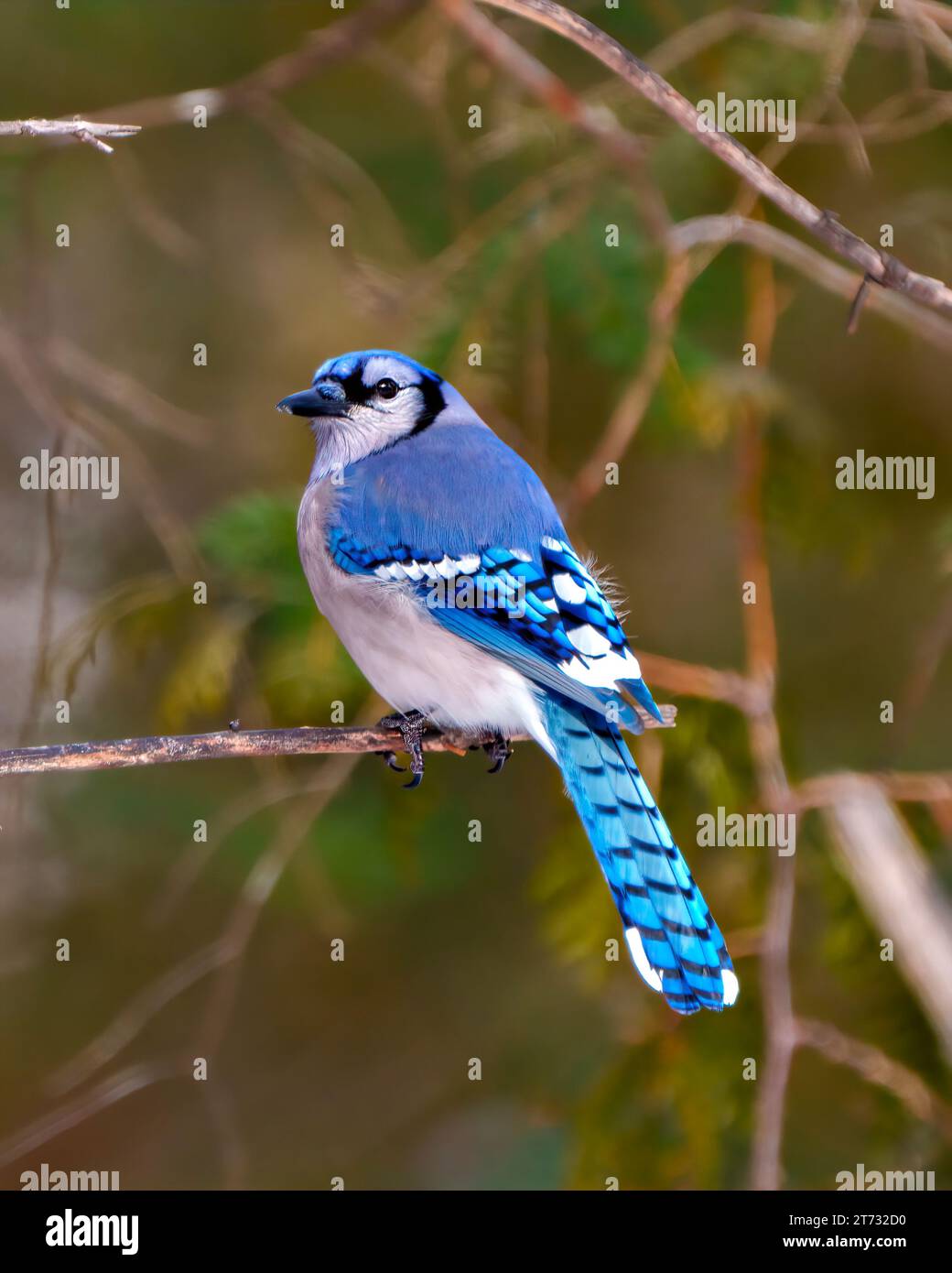 Blue Jay bird close-up profile rear view perched on a branch displaying blue colour feather ...