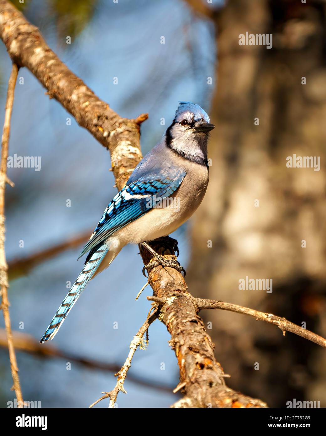 Blue Jay close-up side view, perched on a birch tree branch with blur ...