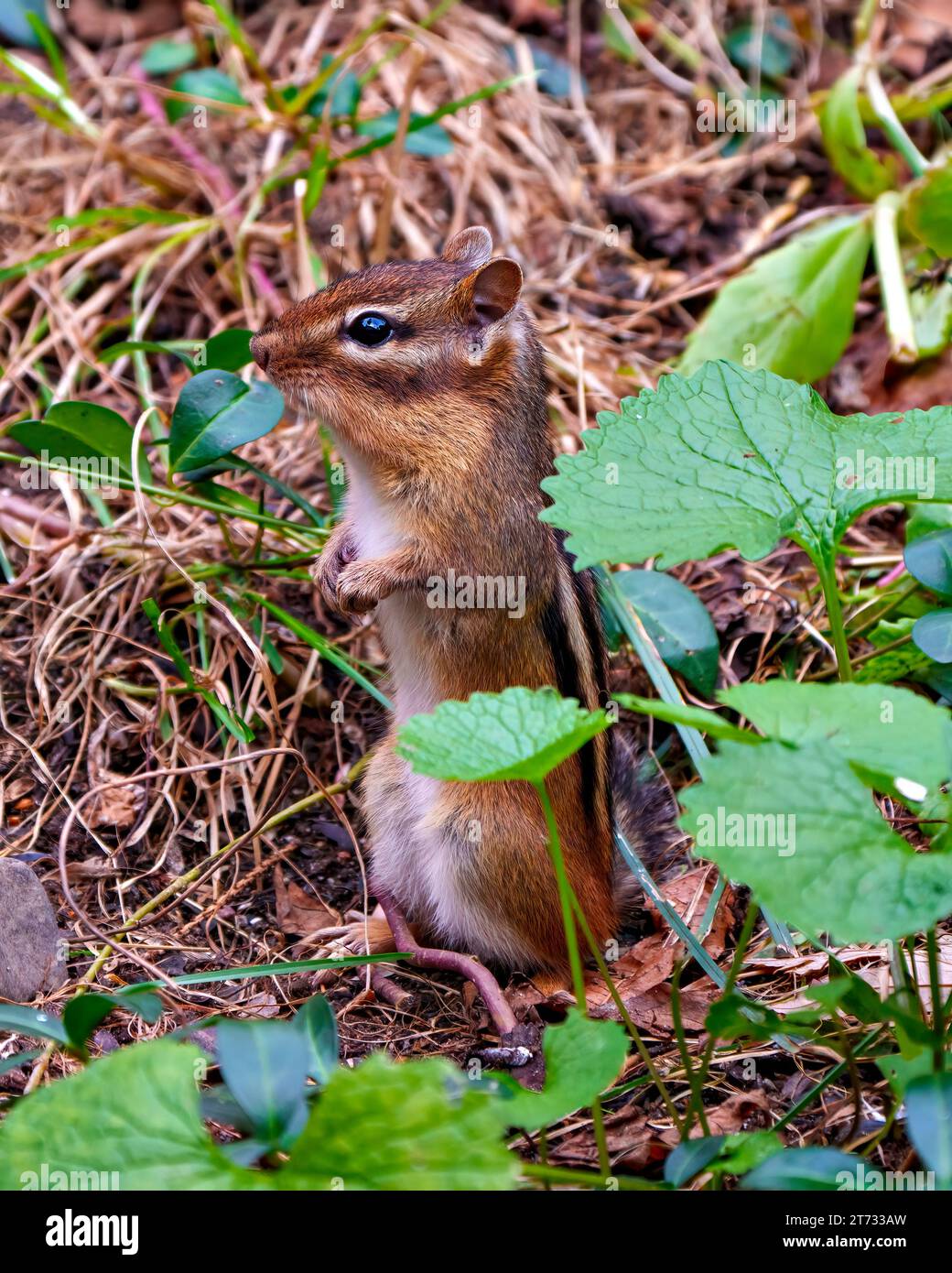 Chipmunk animal standing side view in the field displaying brown fur ...