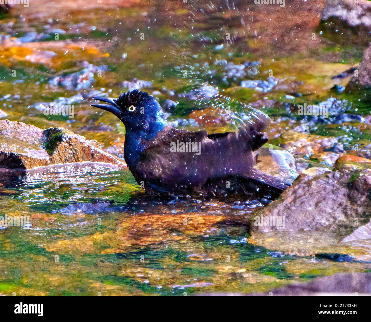 Common Grackle close-up side view bathing with splashing water and rock ...