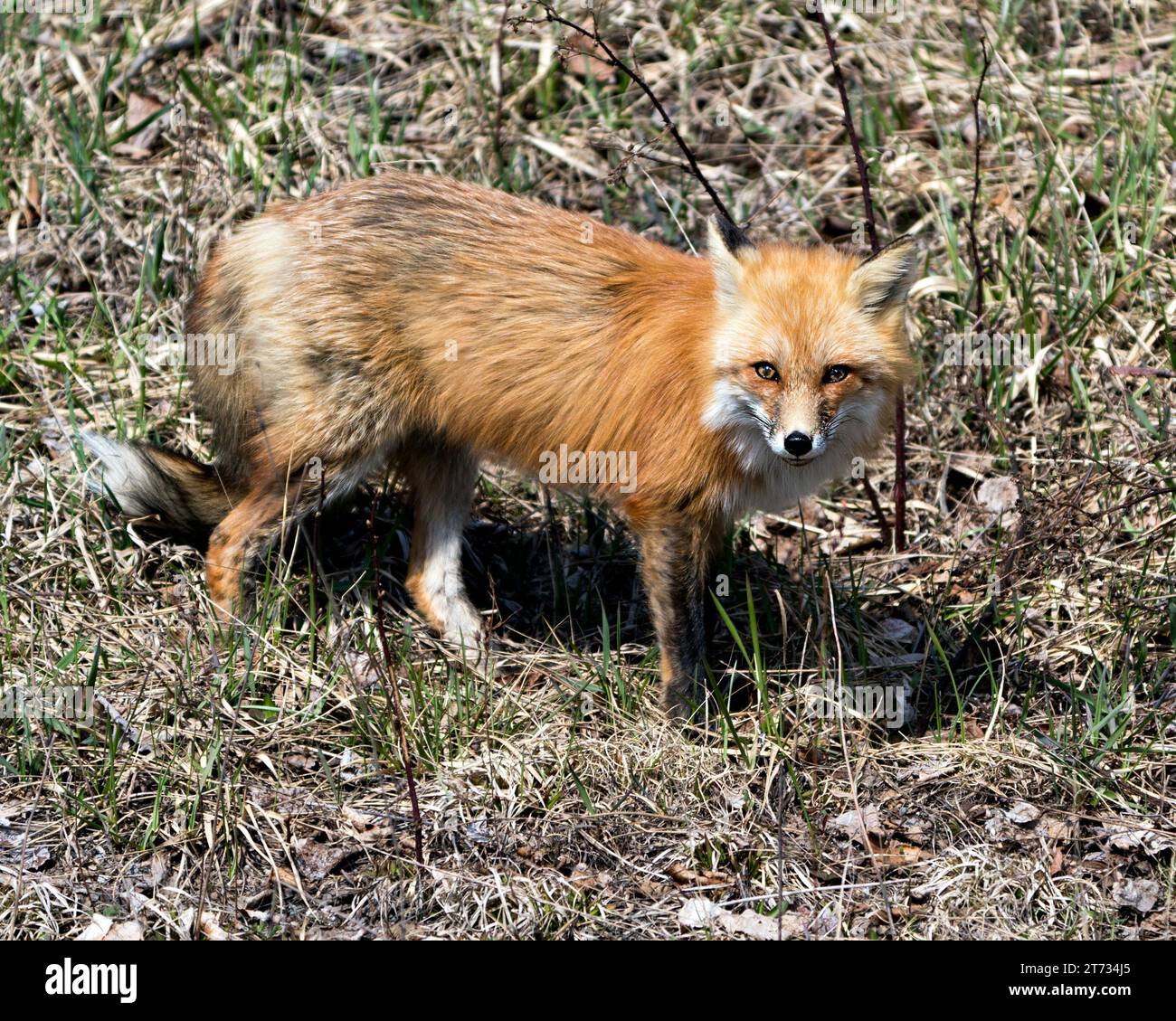Red fox close-up profile side view in the spring season displaying fox ...