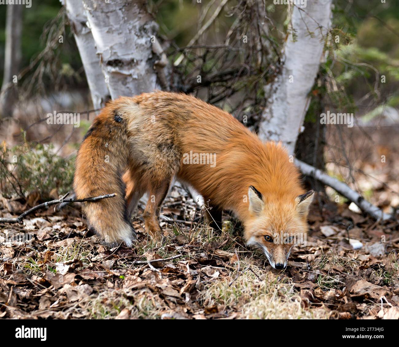 Red fox close-up profile view in the spring season displaying fox tail ...