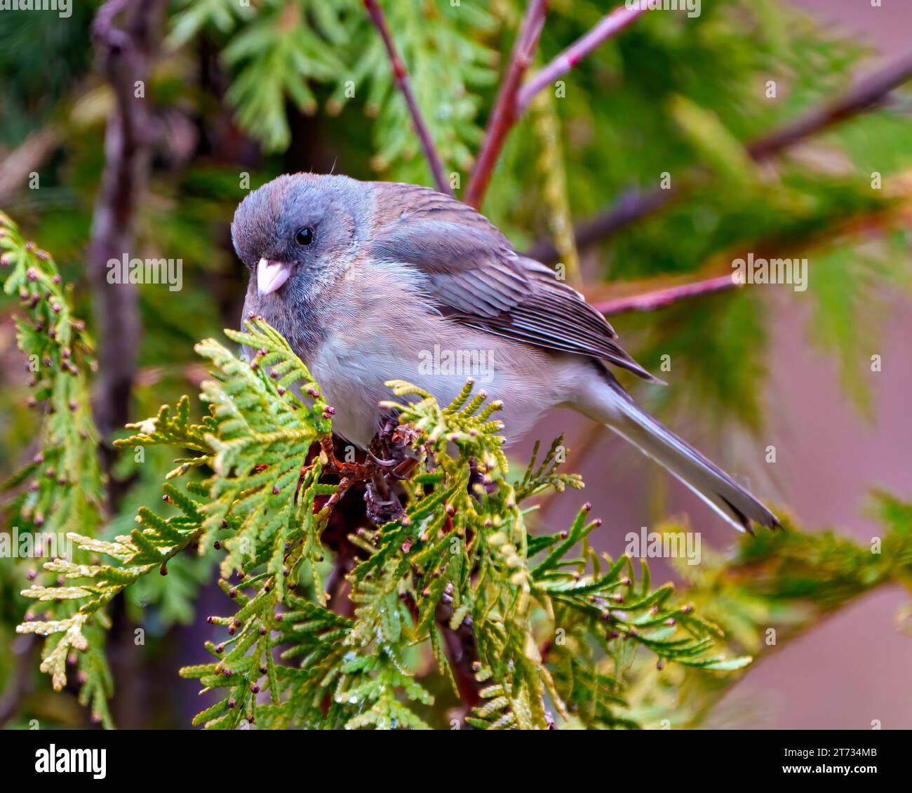 Junco close-up front view perched on cedar branch with a coniferous ...