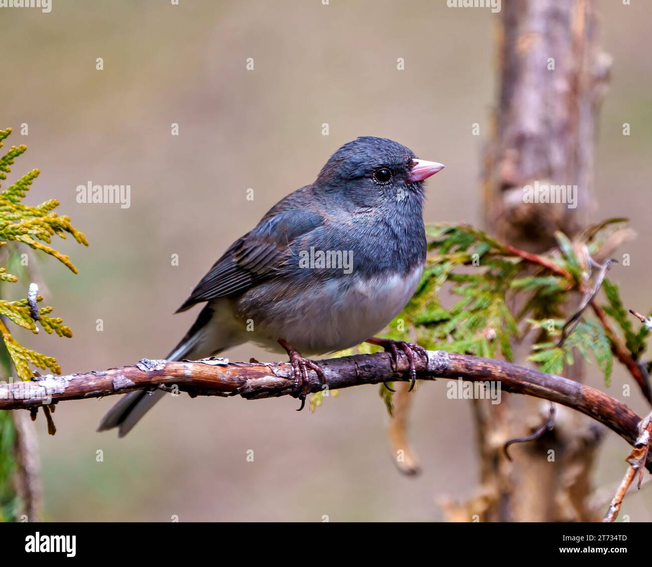 Junco close-up profile view perched with a coniferous forest background ...