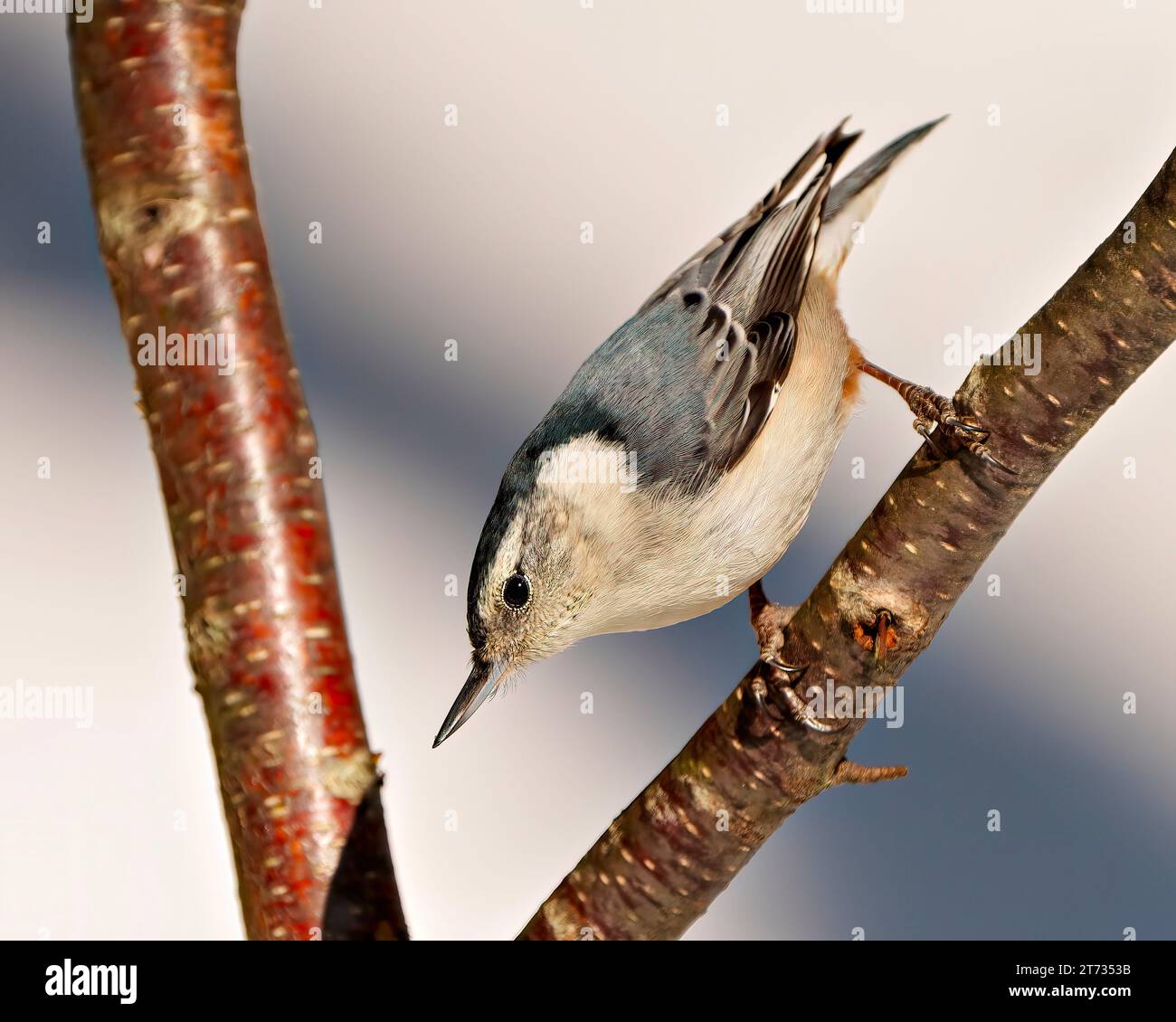 White-breasted Nuthatch perched on a tree branch with a blur background in its environment and ...