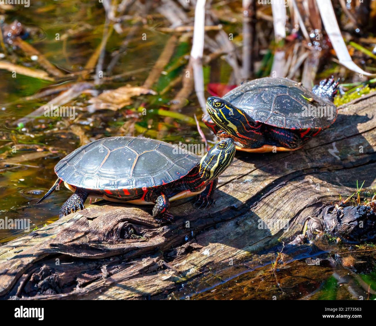 Painted Turtle couple resting on a log with moss in the pond enjoying ...