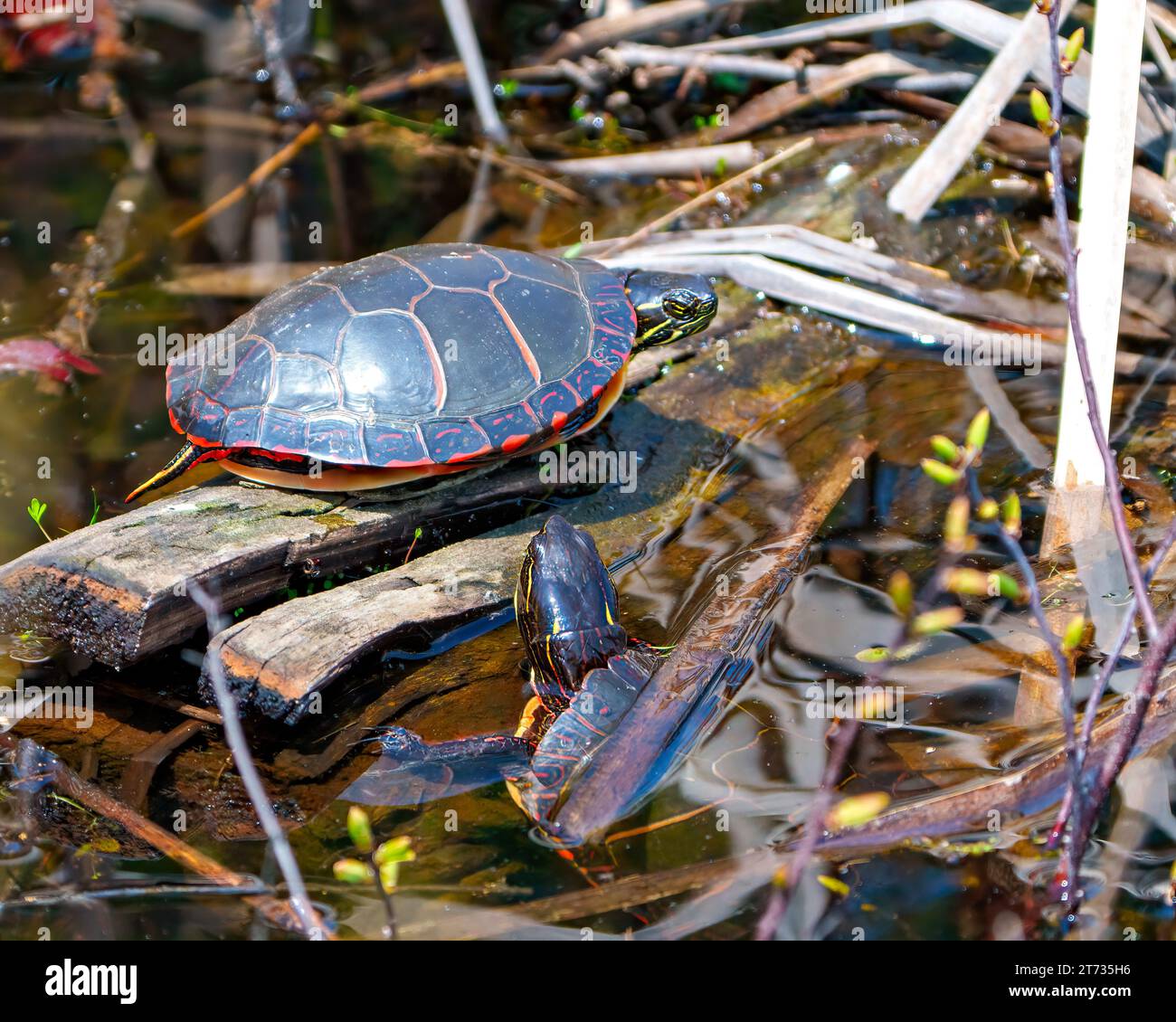 Painted turtle couple close-up resting on a moss log with marsh ...