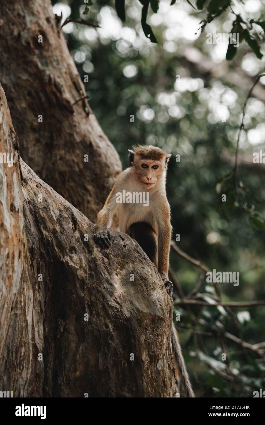 Yala national park sri lanka monkeys hi-res stock photography and ...