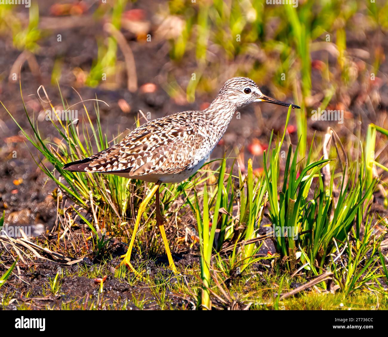 Common Sandpiper close-up side view foraging for food in a marsh ...