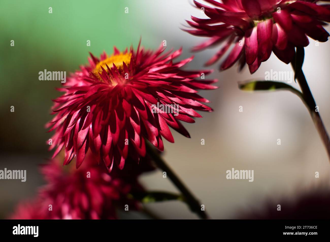 Strohblume steht in voller Blüte - Strawflower in full bloom ...