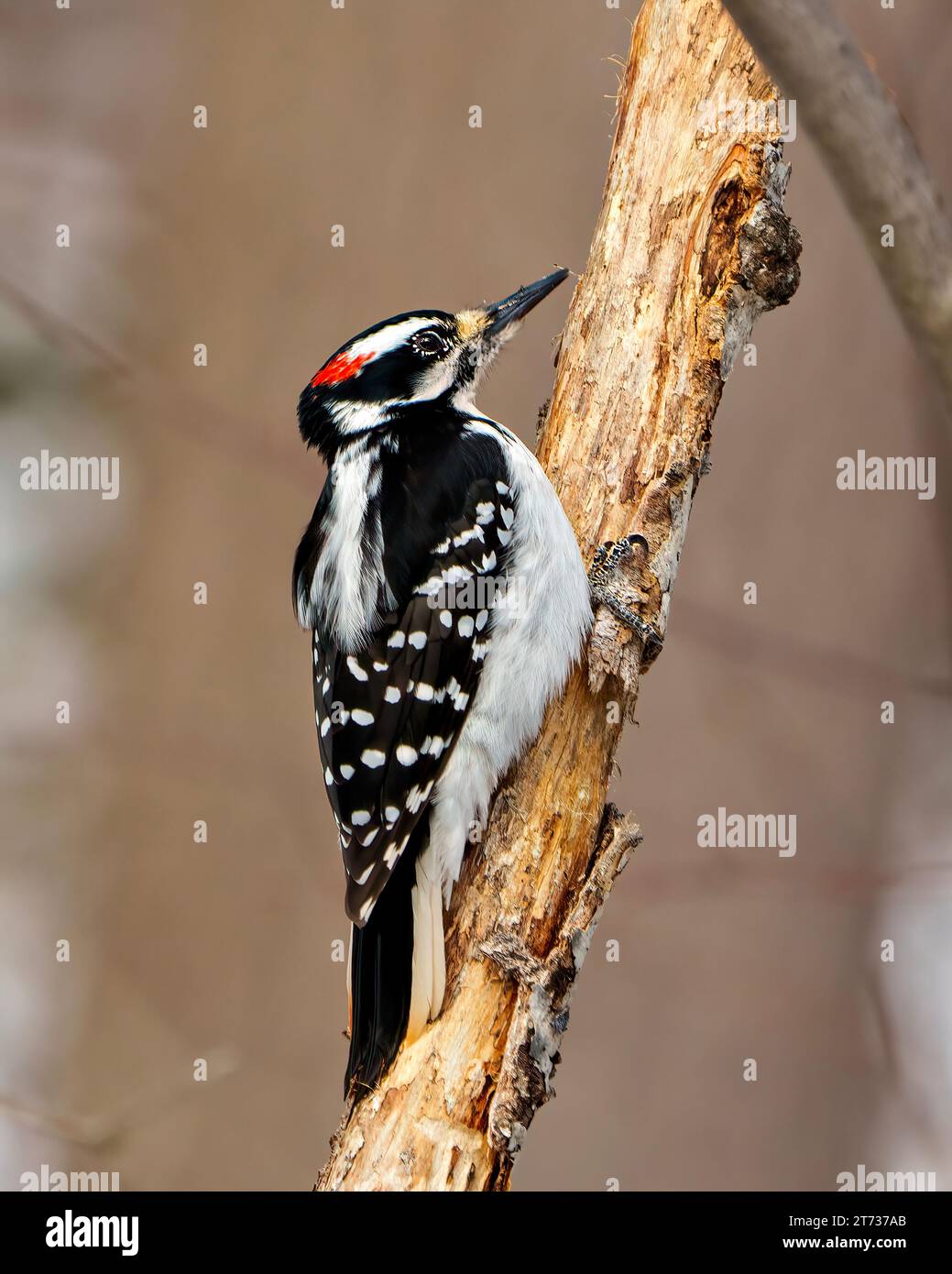 Woodpecker male close-up rear view climbing a tree branch with a brown ...