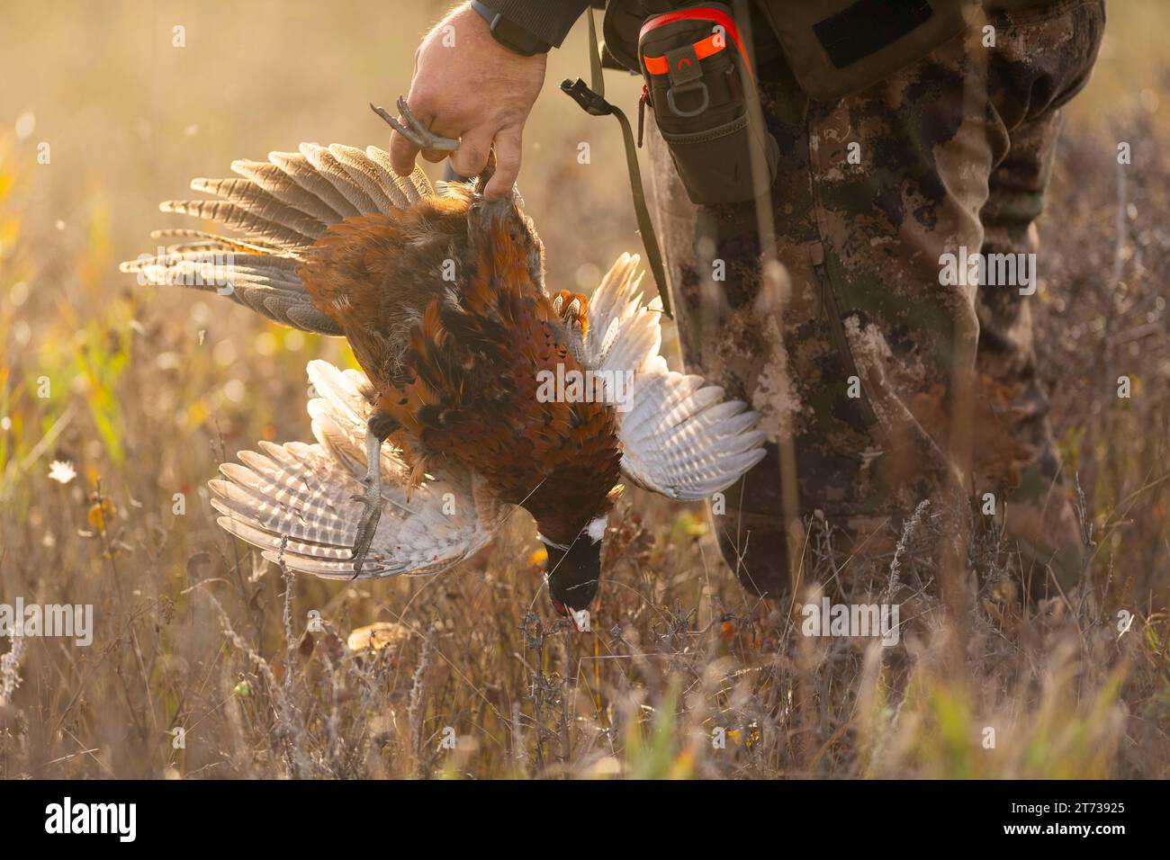 Pheasant Hunting in North Dakota Stock Photo - Alamy Pheasant Hunting in North Dakota Stock Photo - Alamy
