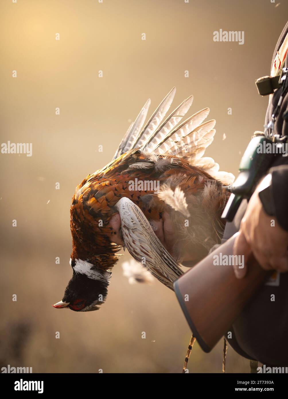 Pheasant Hunting in North Dakota Stock Photo - Alamy Pheasant Hunting in North Dakota Stock Photo - Alamy