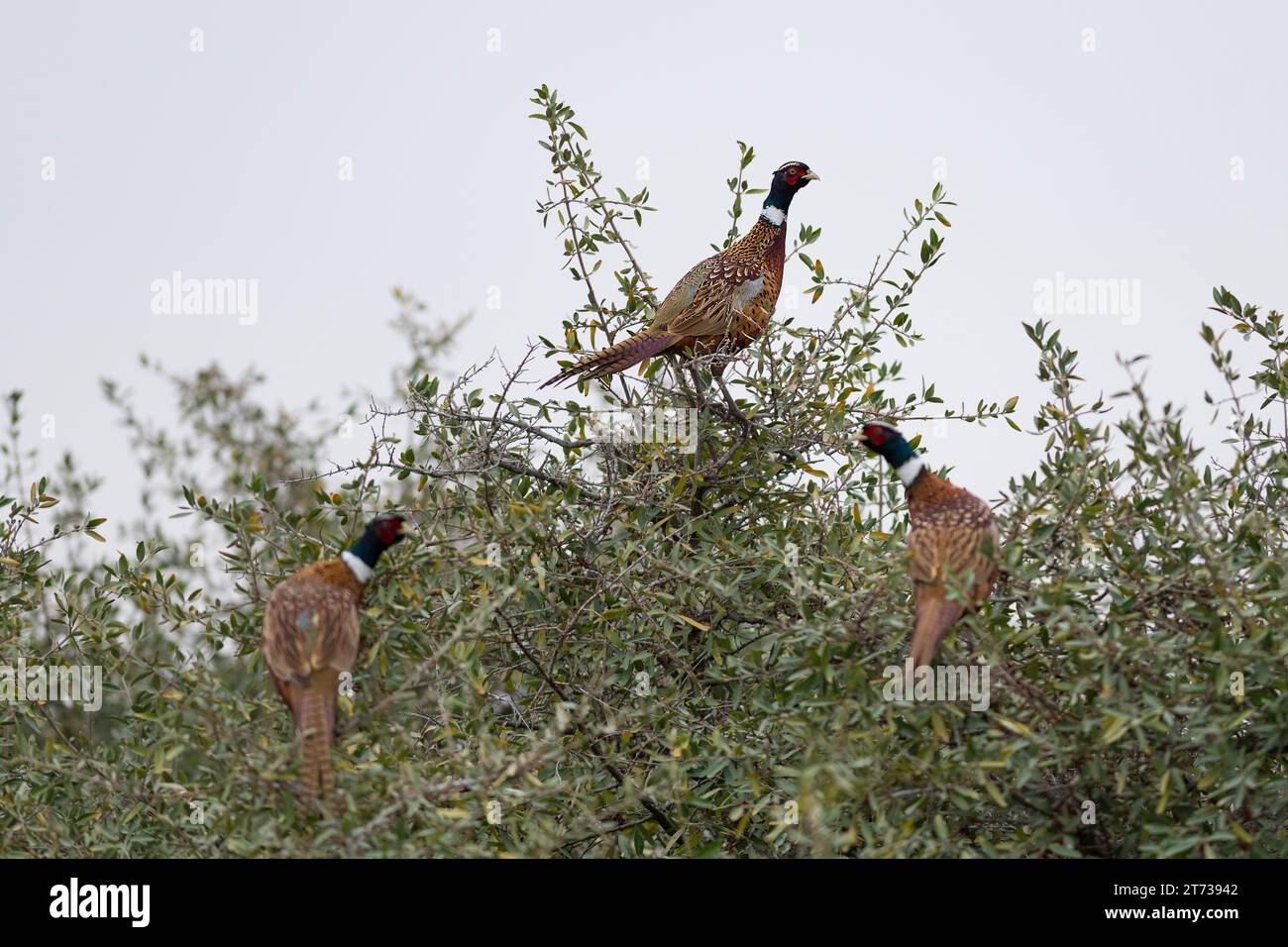 Pheasants in South Dakota Stock Photo - Alamy