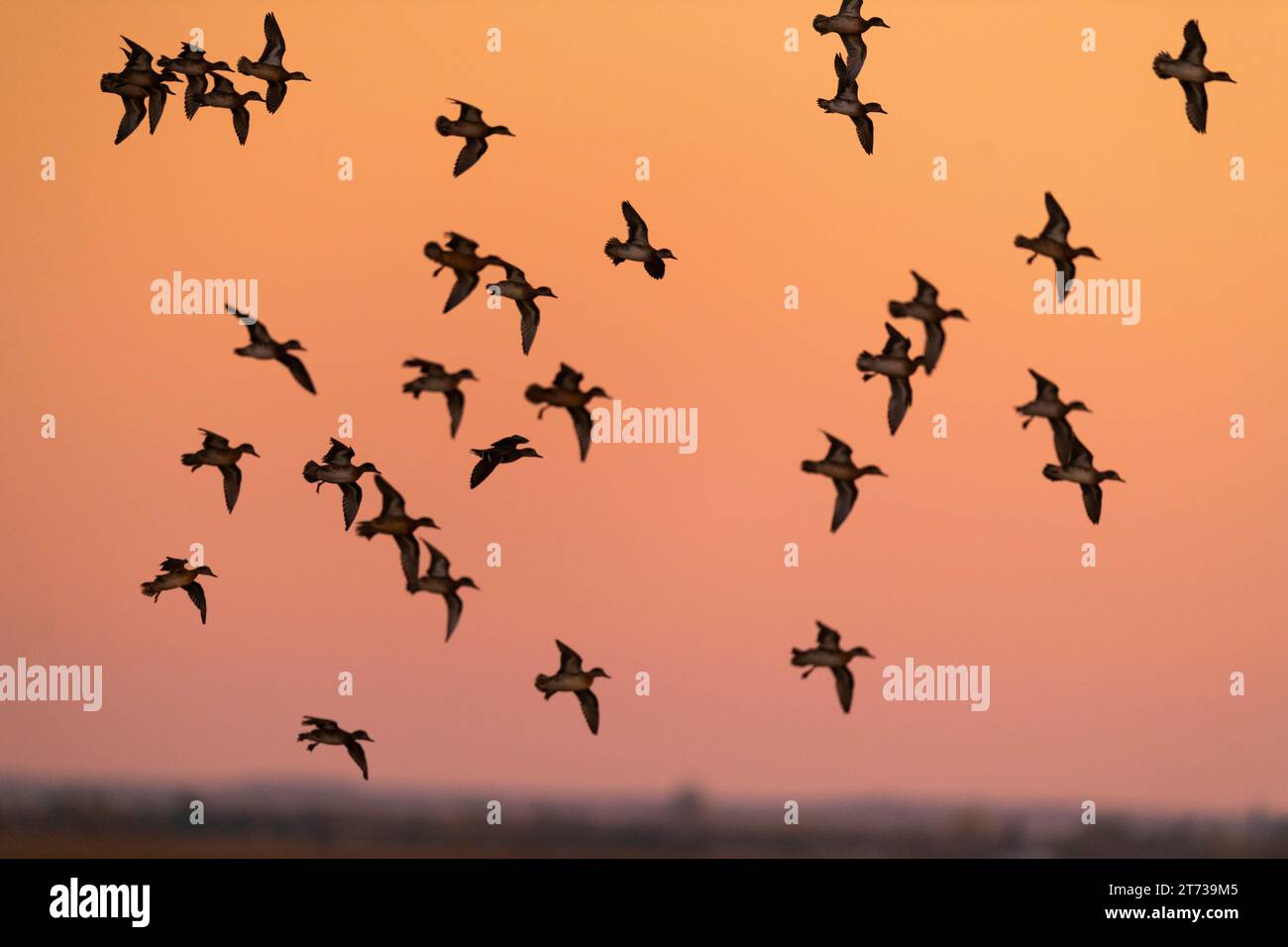 Greenwing teal hi-res stock photography and images - Alamy