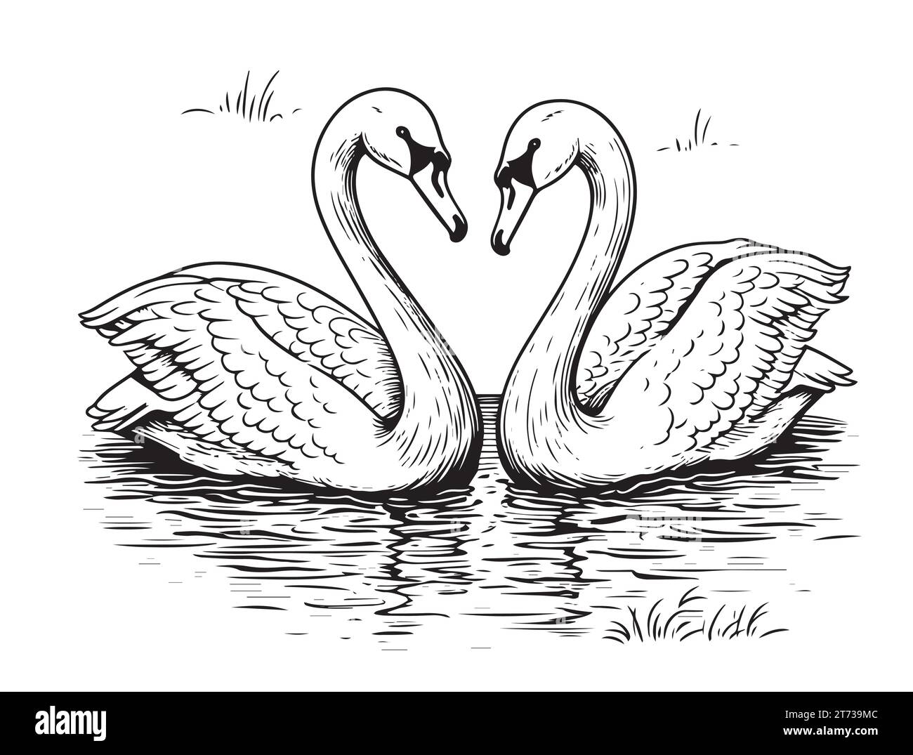 Two Swans Sketch Hand Drawn Vector Illustration Stock Vector Image