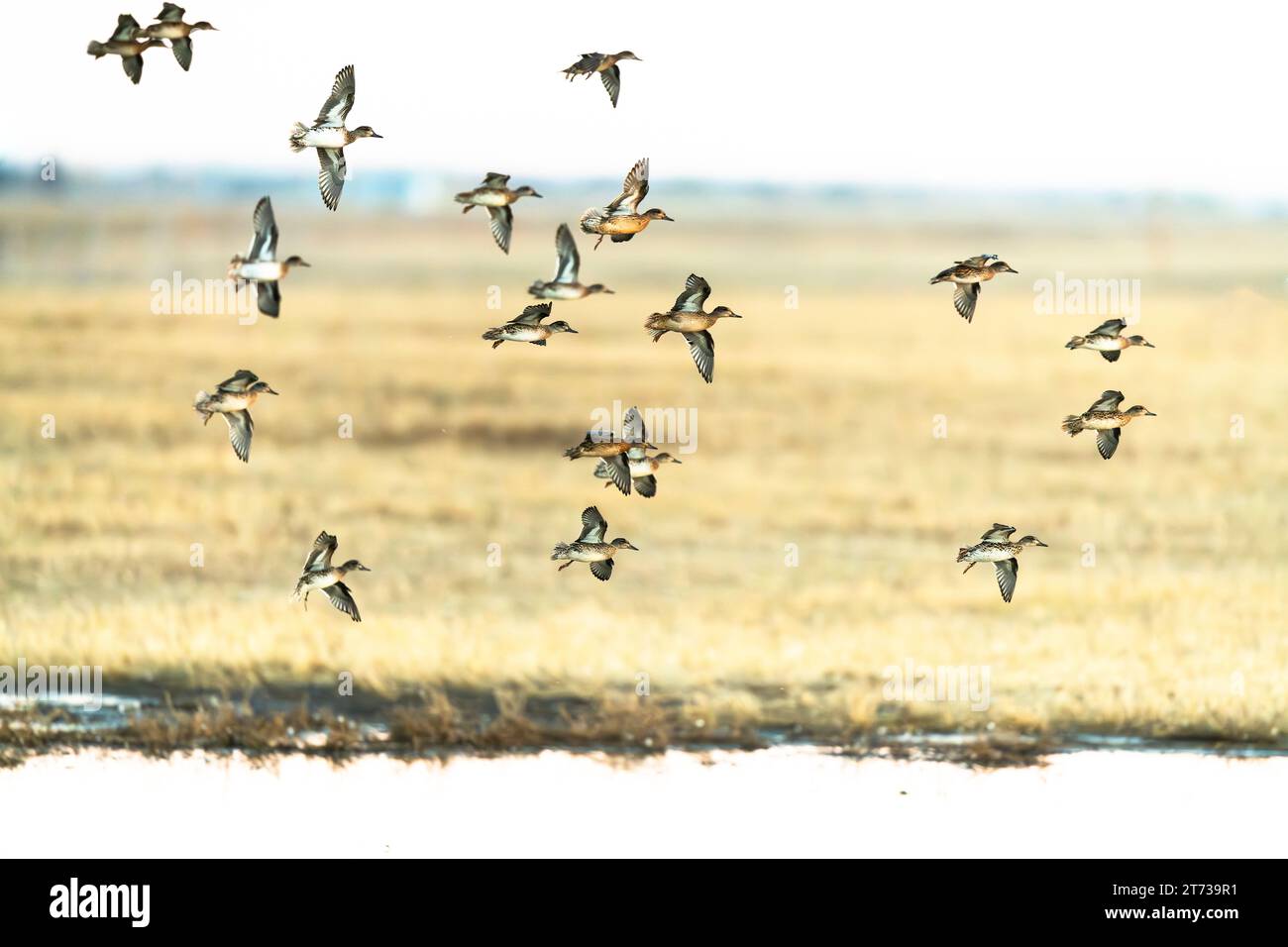 Greenwing teal hi-res stock photography and images - Alamy